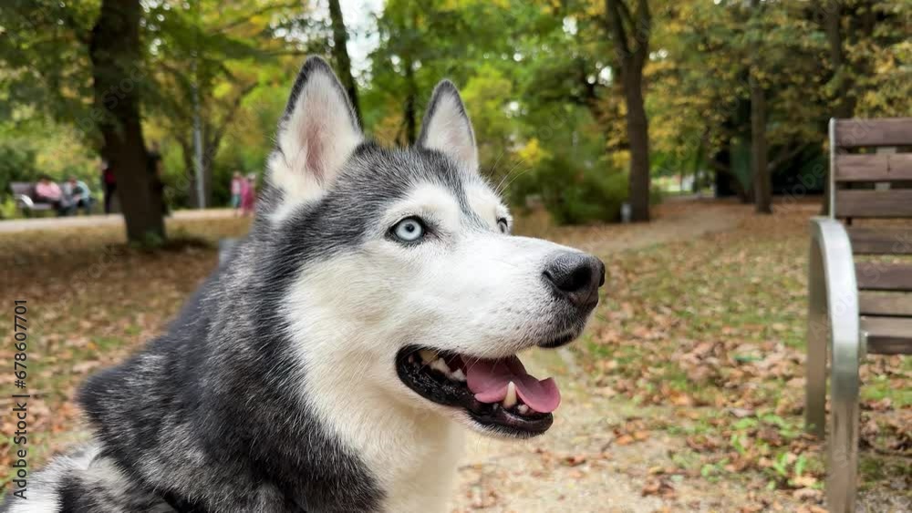 Stockvideo Siberian Husky face close-up. Beautiful black and white ...
