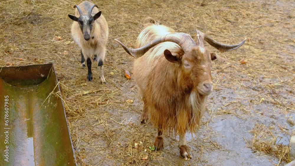 Keeping pets.A goat and a female goat stand in the mud in rainy weather ...