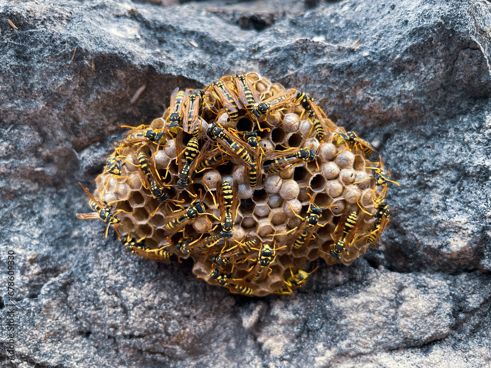 Very close-up of huge wasp nest. Aggressive poisonous insects ...