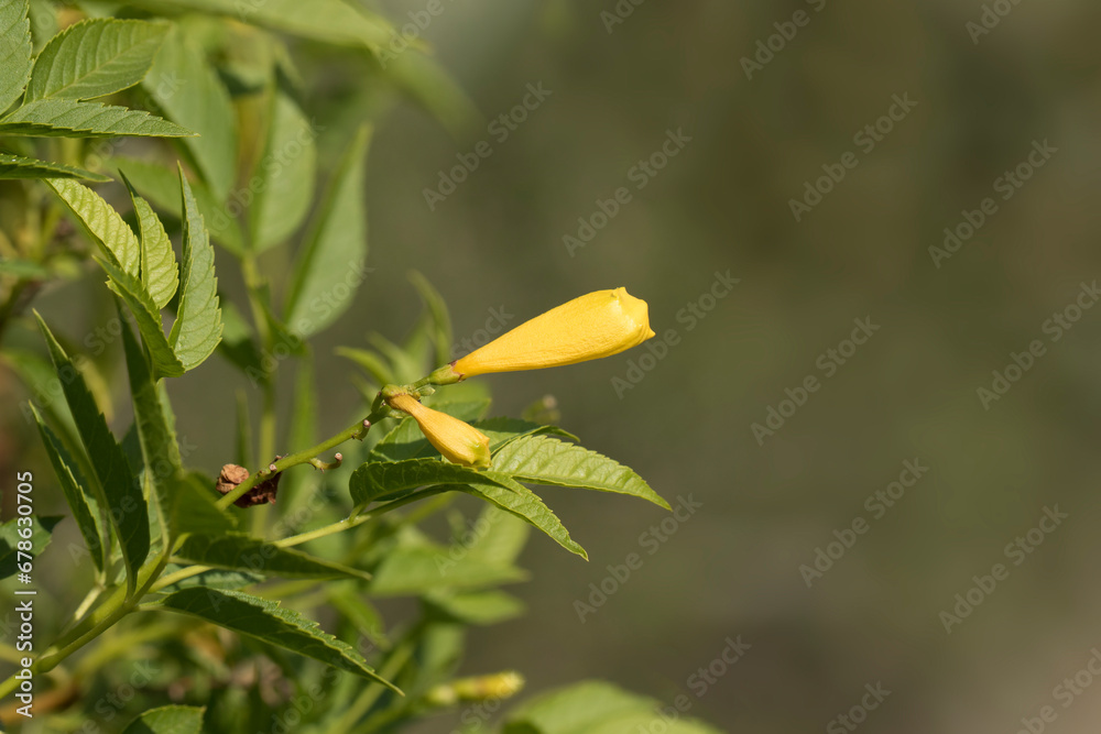 Tecoma stans is a species of flowering perennial shrub in the trumpet ...
