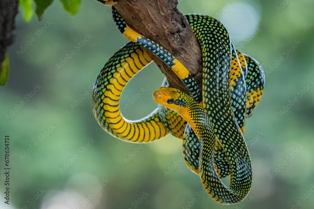 Rainbow tree snake, Royal tree snake, gonyosoma margaritatum native to ...