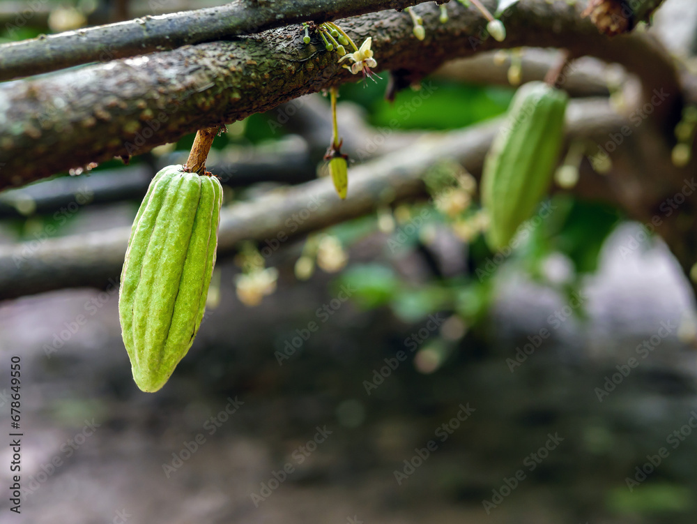 Green small Cocoa pods branch with young fruit and blooming cocoa ...