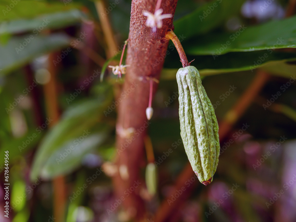 Foto de Green small Cocoa pods branch with young fruit and blooming ...