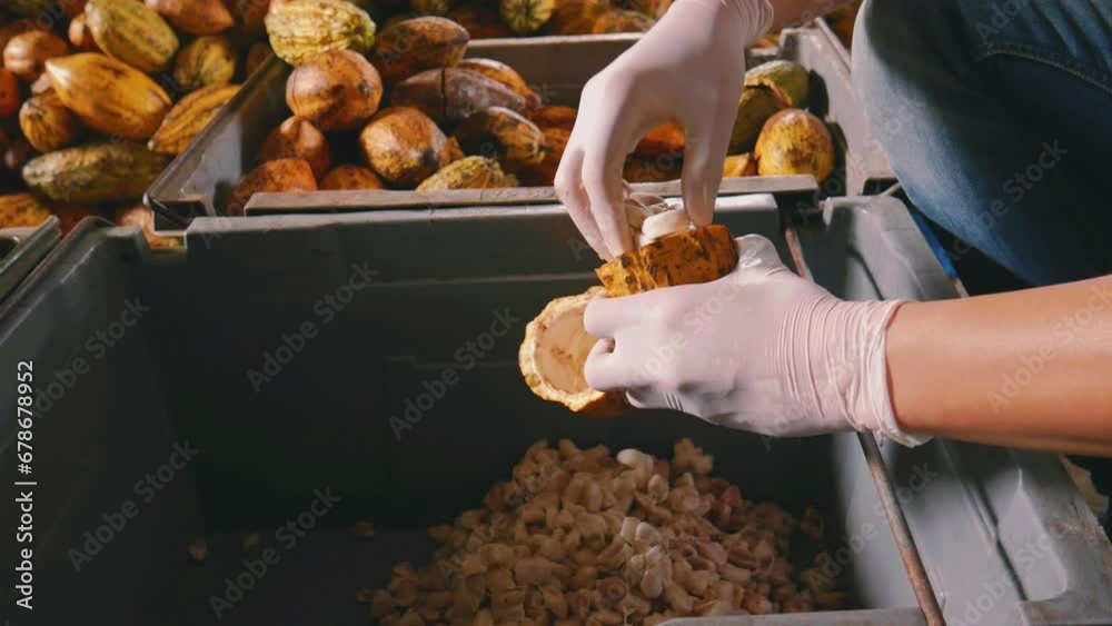 Vidéo Stock Hands of worker wearing gloves unwrap cacao pods to remove ...