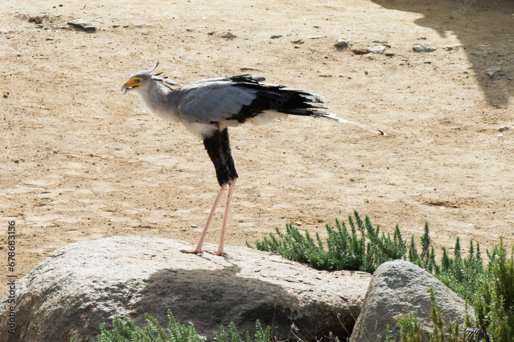 Large bird with an eagle-like body on crane-like legs that give the bird a height of as much as ...
