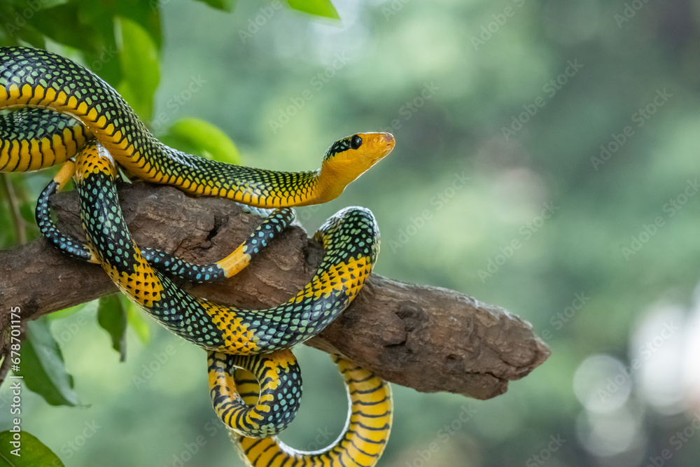 Rainbow tree snake, Royal tree snake, gonyosoma margaritatum native to ...