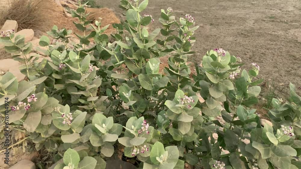 Calotropis procera, Giant calotrope, Milkweeds, ruai, plant in pakistan ...