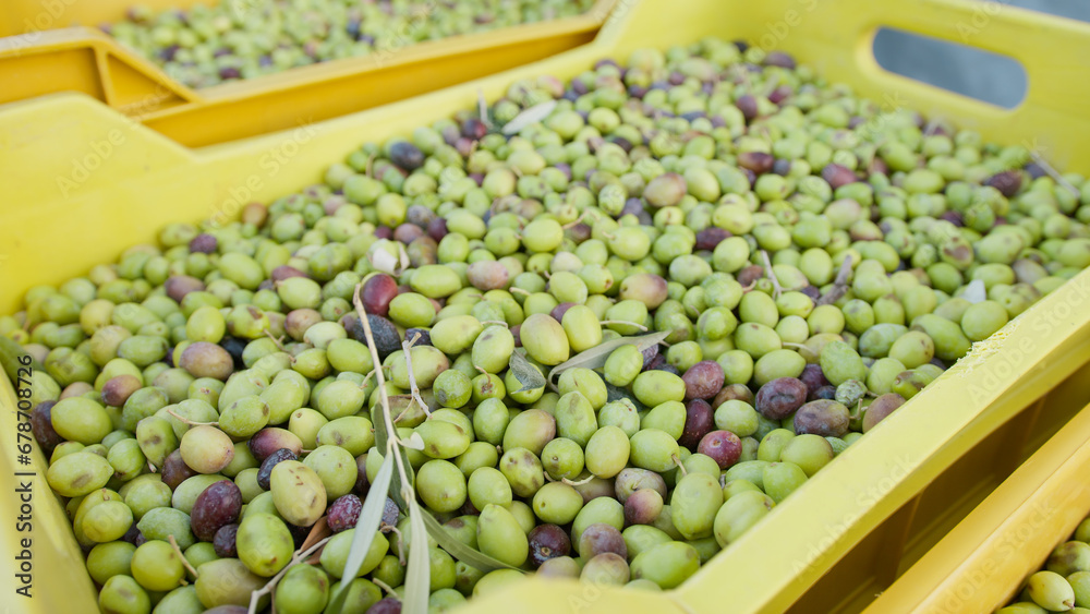 Boxes full of olives for oil production Stock Photo | Adobe Stock