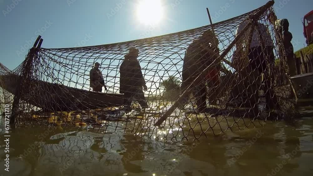 Fishermen Harvesting Fish from a Fish Pond - Sustainable Fish Farming ...