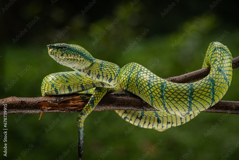 Tropidolaemus subannulatus, Bornean keeled green pit viper is a ...