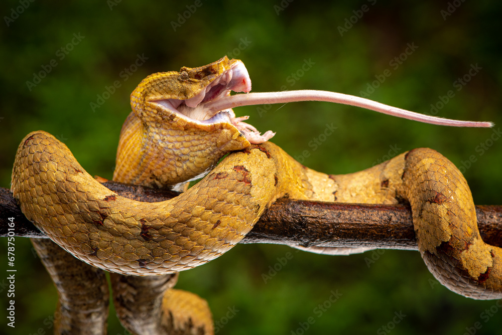 Craspedocephalus puniceus is a venomous pit viper species endemic to ...