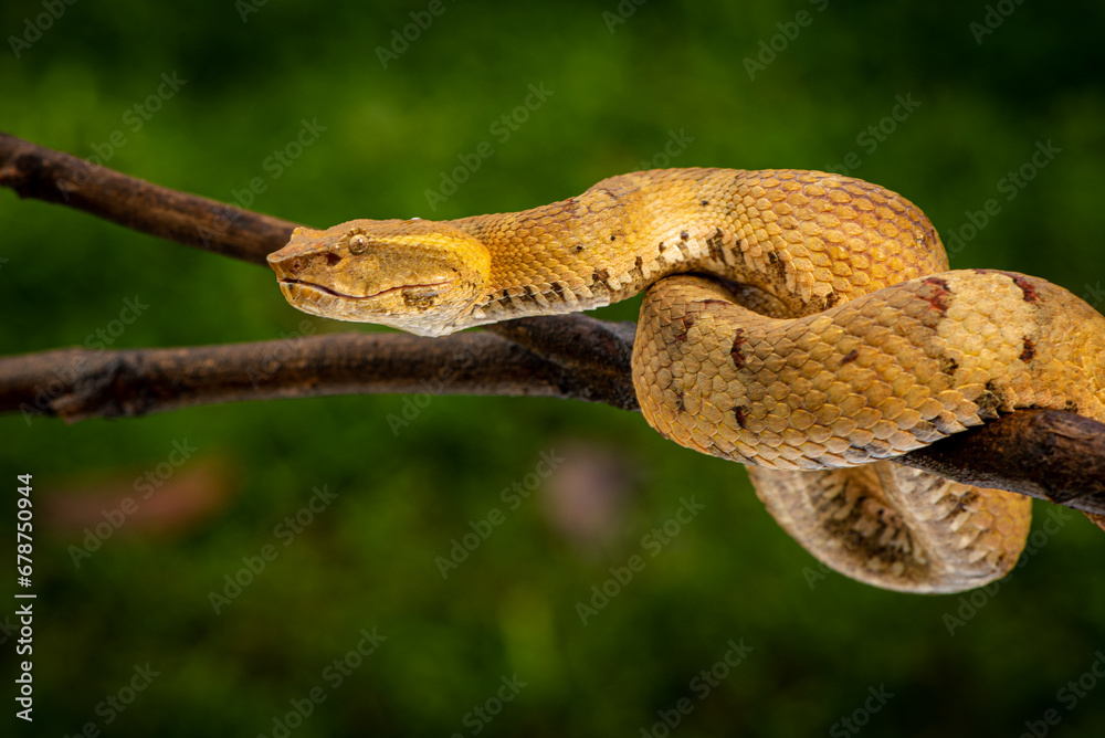 Craspedocephalus puniceus is a venomous pit viper species endemic to ...