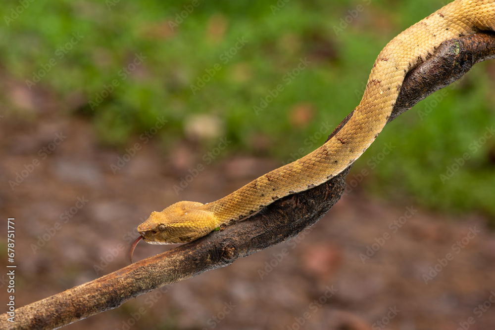 Craspedocephalus puniceus is a venomous pit viper species endemic to ...