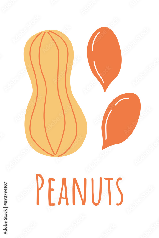 Peanuts vector graphic isolated on white background. Peeled and ...