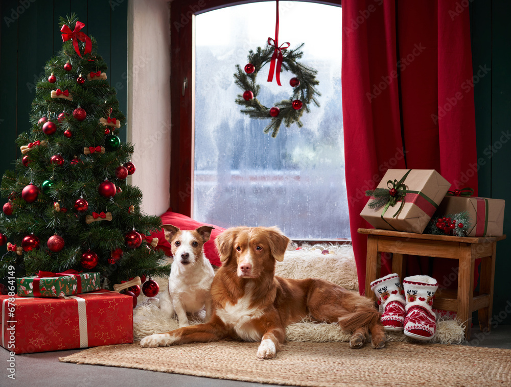 Dogs by a window, a cozy Christmas scene in a studio setting. Next to a ...