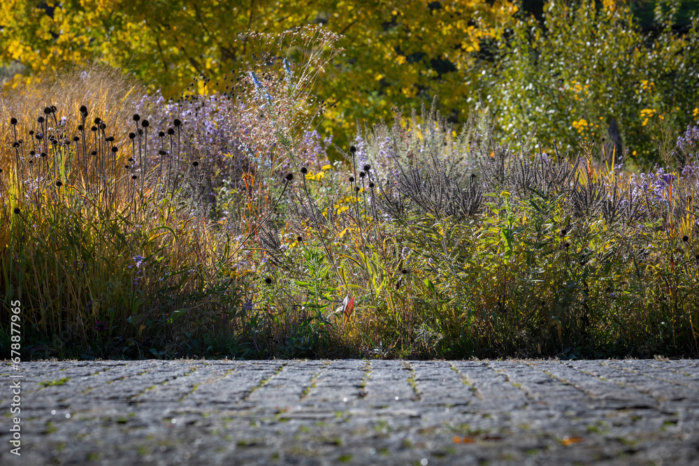 Das Staudenbeet im Herbst Stock Photo | Adobe Stock