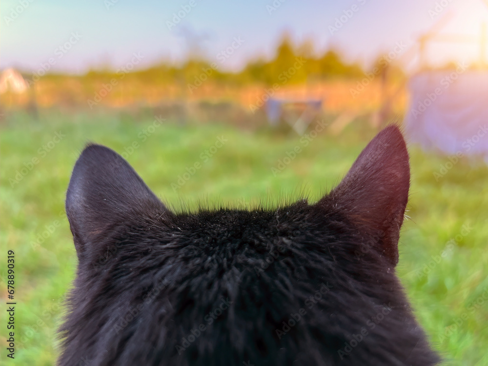 Cat's Perspective. Back View of a Pet Cat. Cat ears close-up. Close-up ...