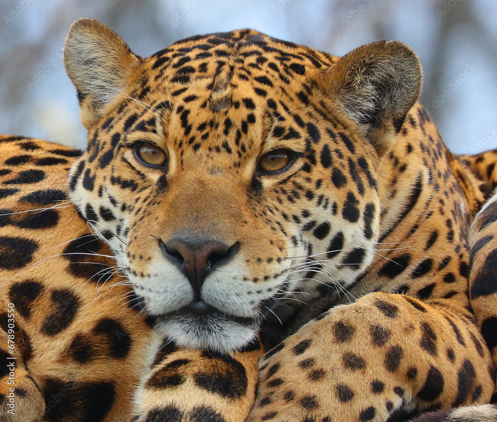 Jaguar is a cat, a feline in the Panthera genus only extant Panthera ...