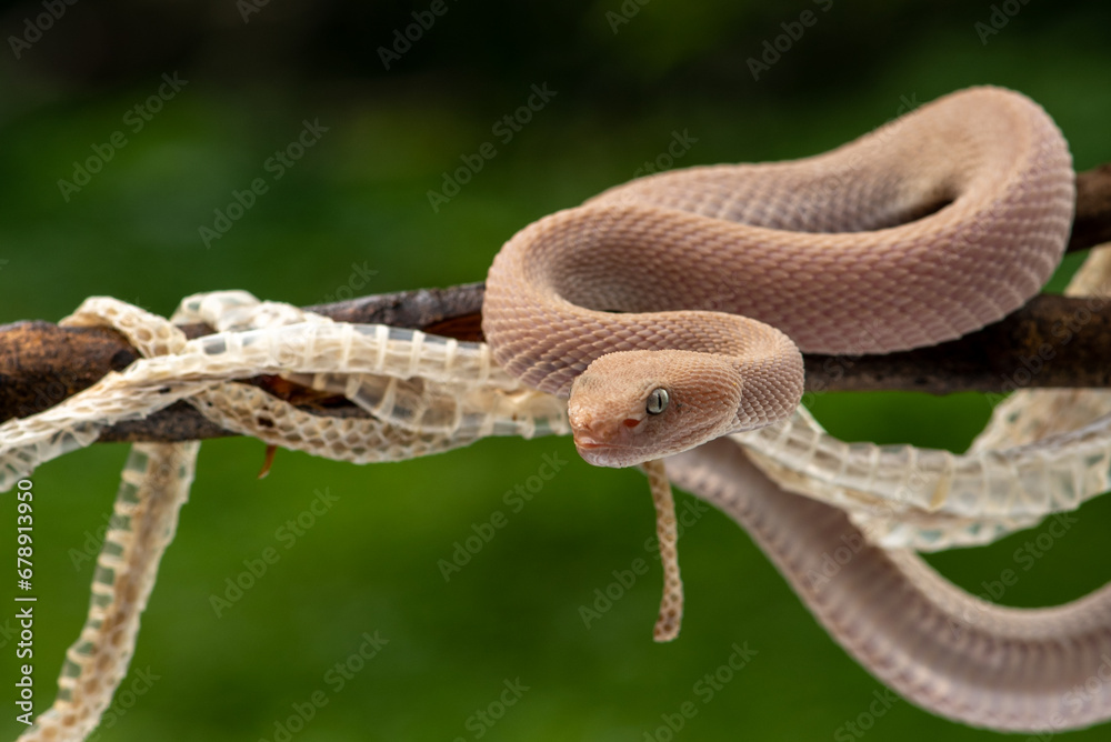 Trimeresurus purpureomaculatus is a venomous pit viper species native ...