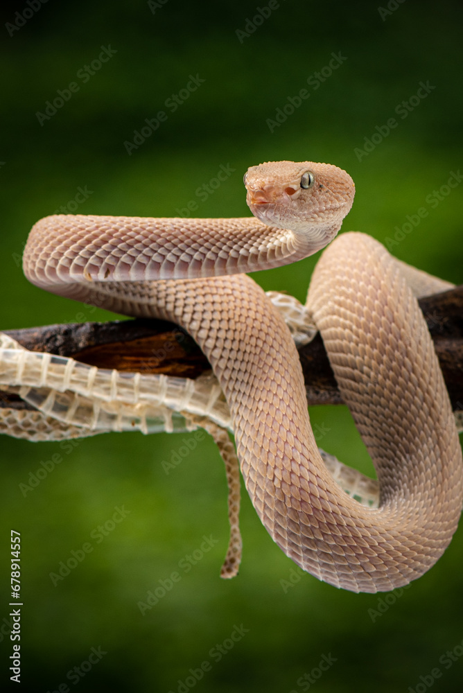 Trimeresurus purpureomaculatus is a venomous pit viper species native ...