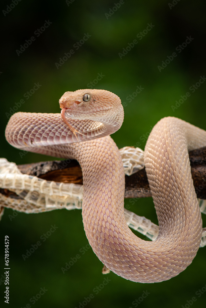 Trimeresurus purpureomaculatus is a venomous pit viper species native ...