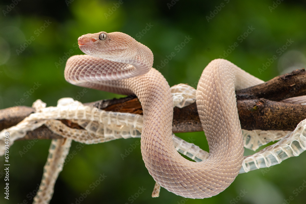 Trimeresurus purpureomaculatus is a venomous pit viper species native ...