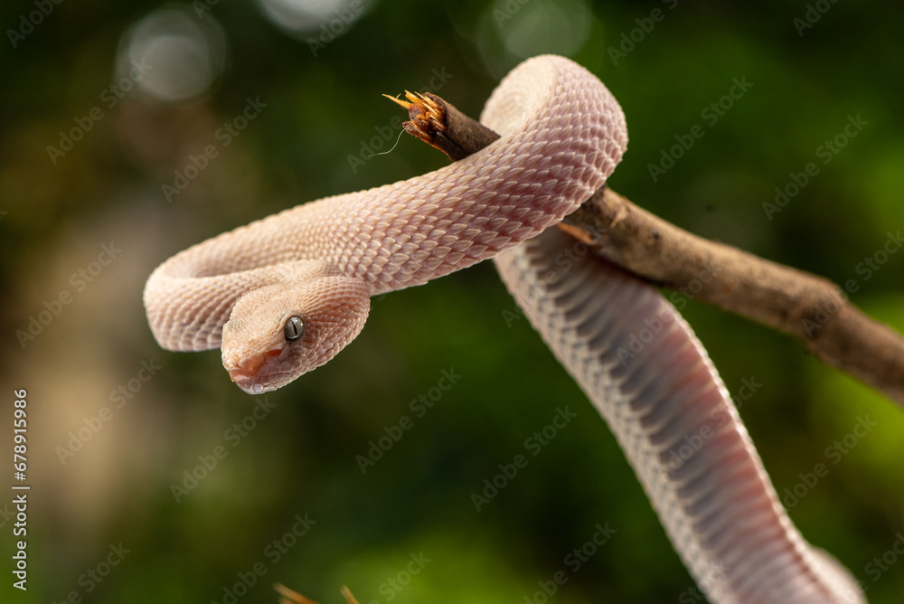 Foto de Trimeresurus purpureomaculatus is a venomous pit viper species ...