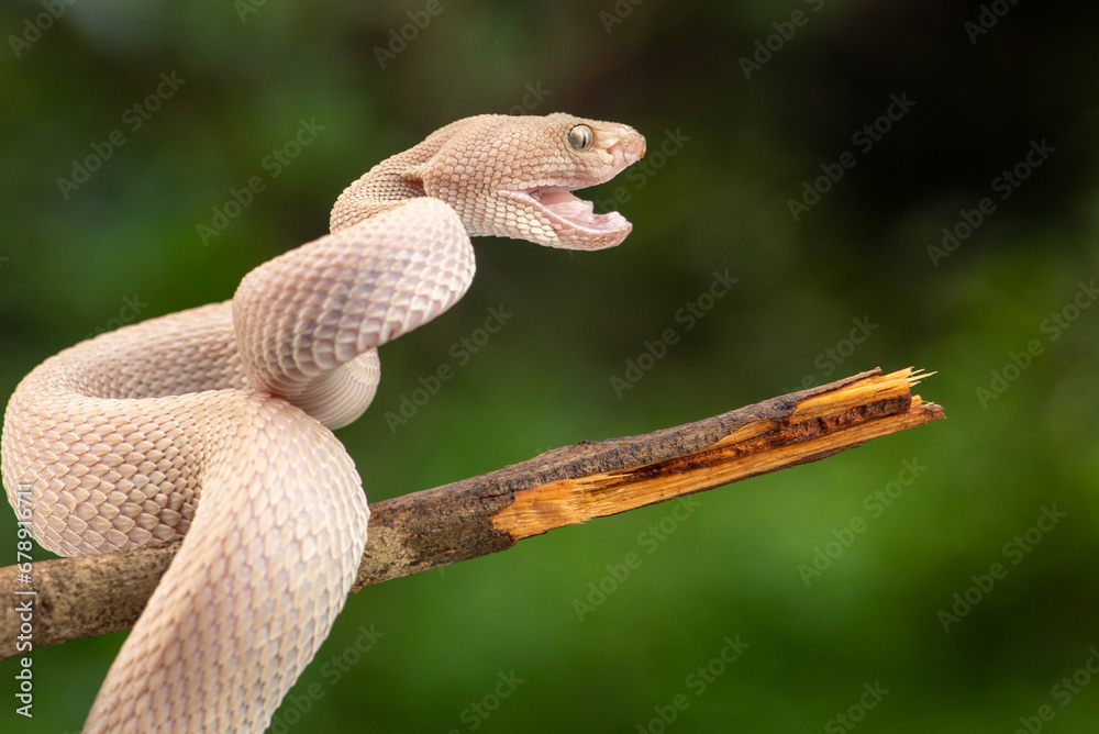 Trimeresurus purpureomaculatus is a venomous pit viper species native ...