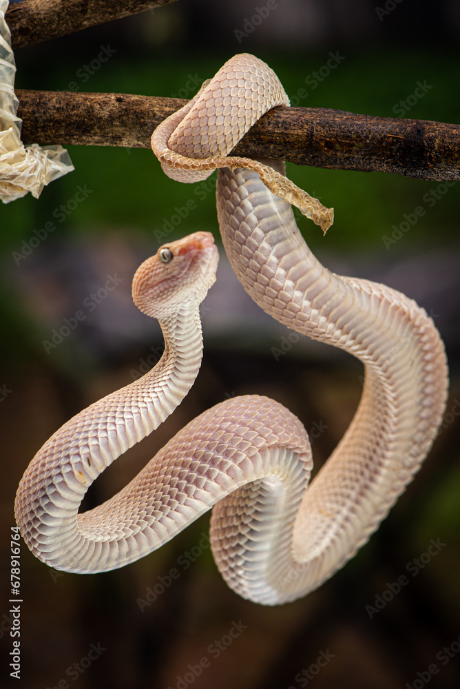 Trimeresurus purpureomaculatus is a venomous pit viper species native ...