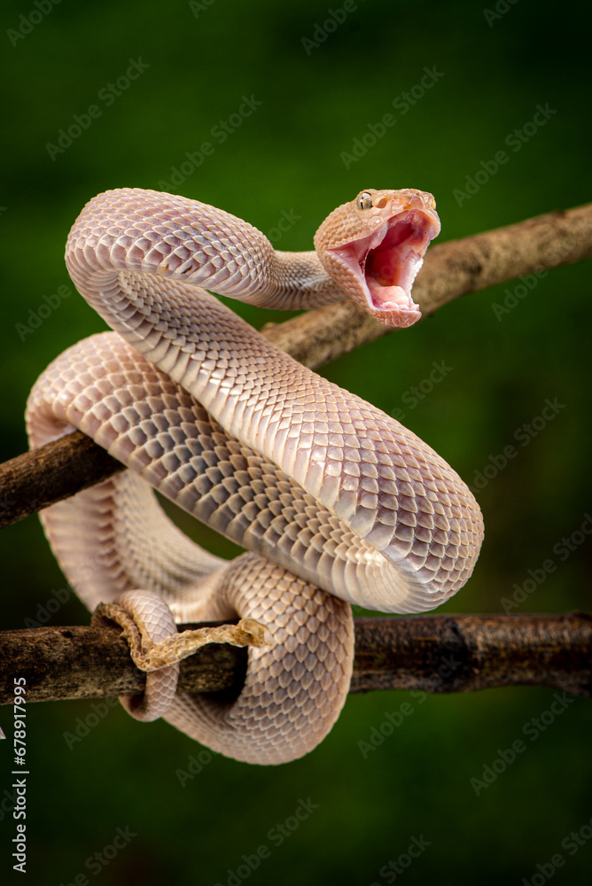 Trimeresurus purpureomaculatus is a venomous pit viper species native ...