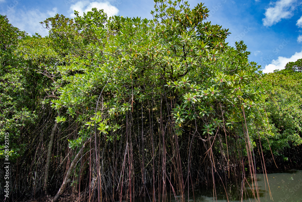 Large-leafed orange mangrove (Bruguiera gymnorhiza) in the river ...