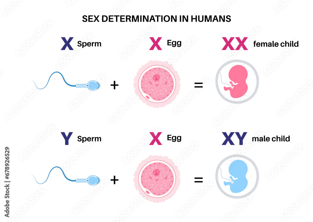 Sex Determination In Humans Stock Vector Adobe Stock