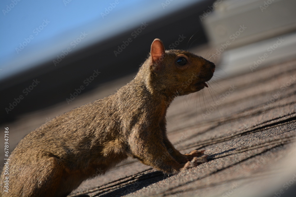 A gray tree squirrel scampers along a deck railing and onto the roof of ...