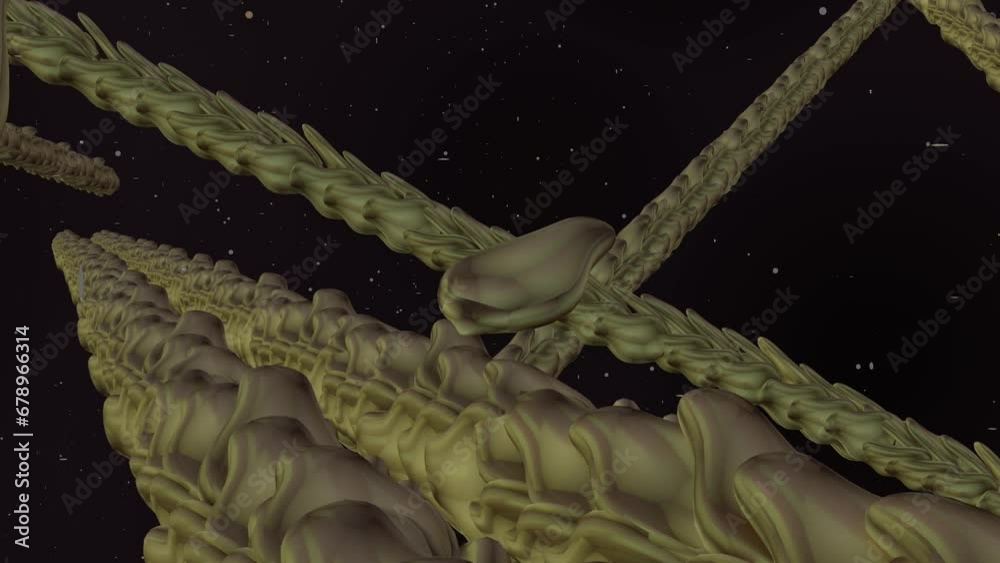 3D rendering of the actin cytoskeleton is essential for maintaining the ...
