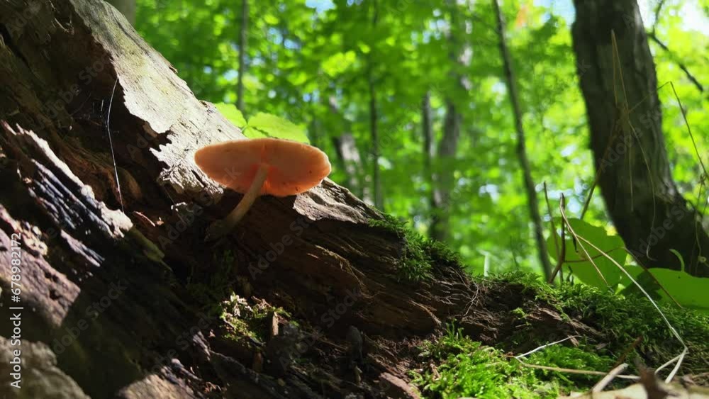 Fruiting body of Fawn Mushroom growing from rotting log highlighted by ...