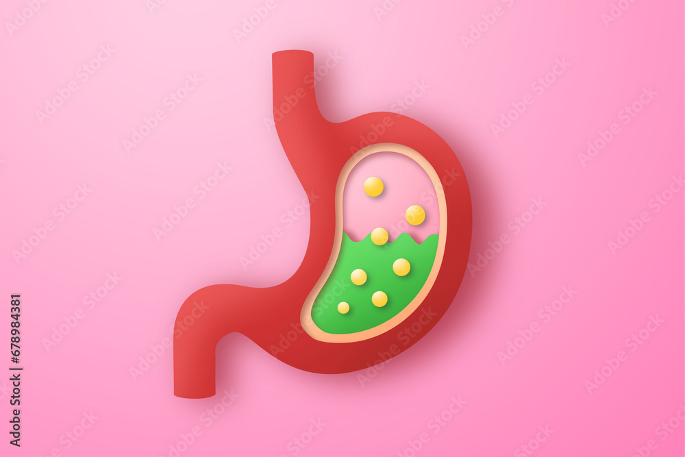Paper craft of the human stomach on pink background. Cross section of ...