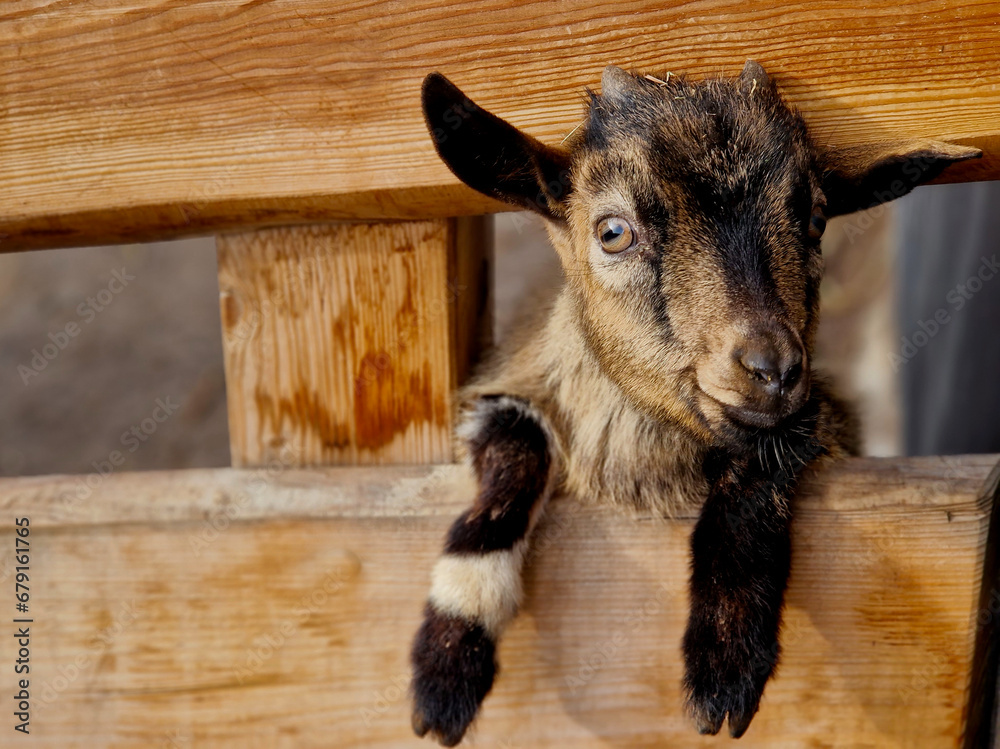 small goat hangs over a boarded fence, waiting to be fed from a coin ...