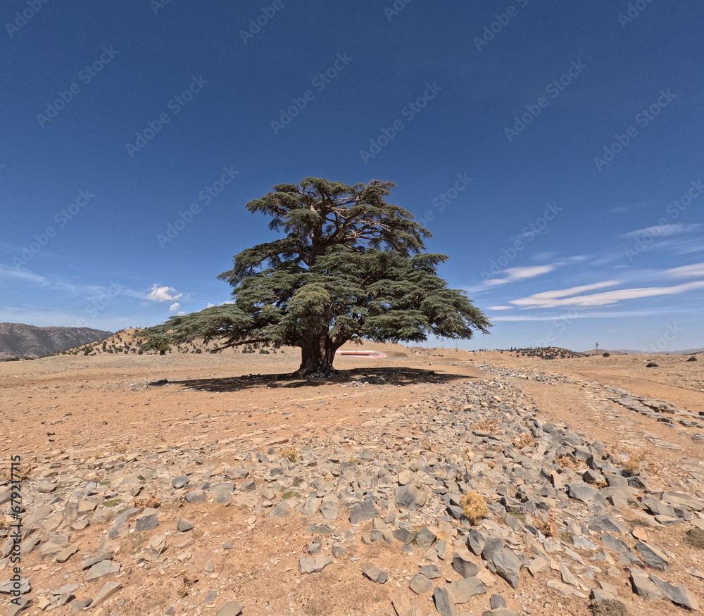 Inspiring legend behind 'Idil Al-'Afou,' which translates to 'Cedar of ...