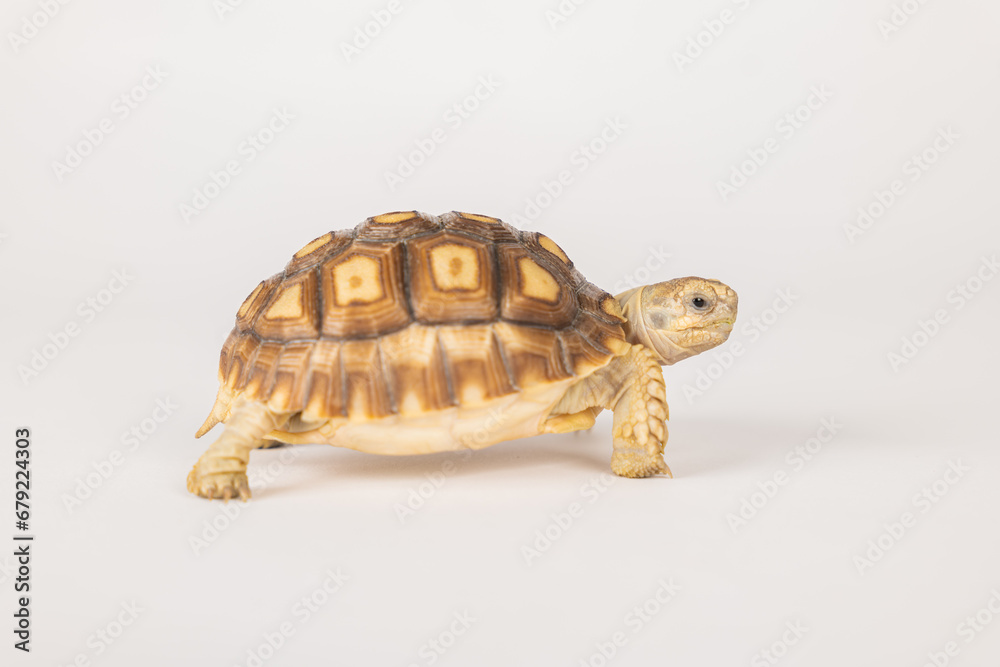 Meet the African spurred tortoise, or sulcata tortoise, in this ...