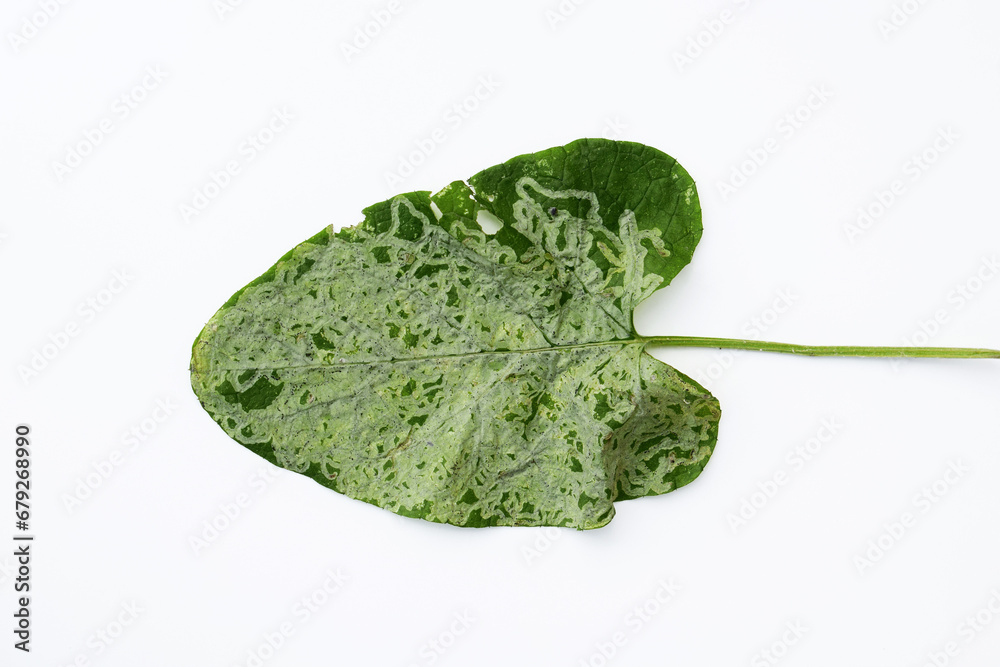 Leaf with a lot of mines, damage caused by larval stage of insects ...