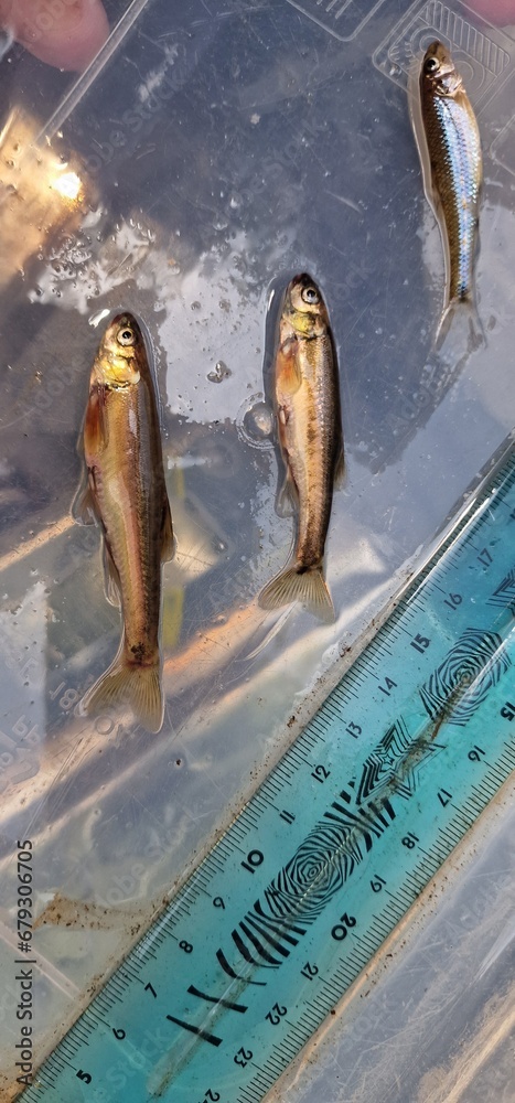 Phoxinus is a genus of freshwater fish in the family Leuciscidae of ...