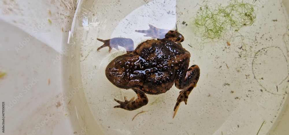 The common toad, European toad, or in Anglophone parts of Europe ...
