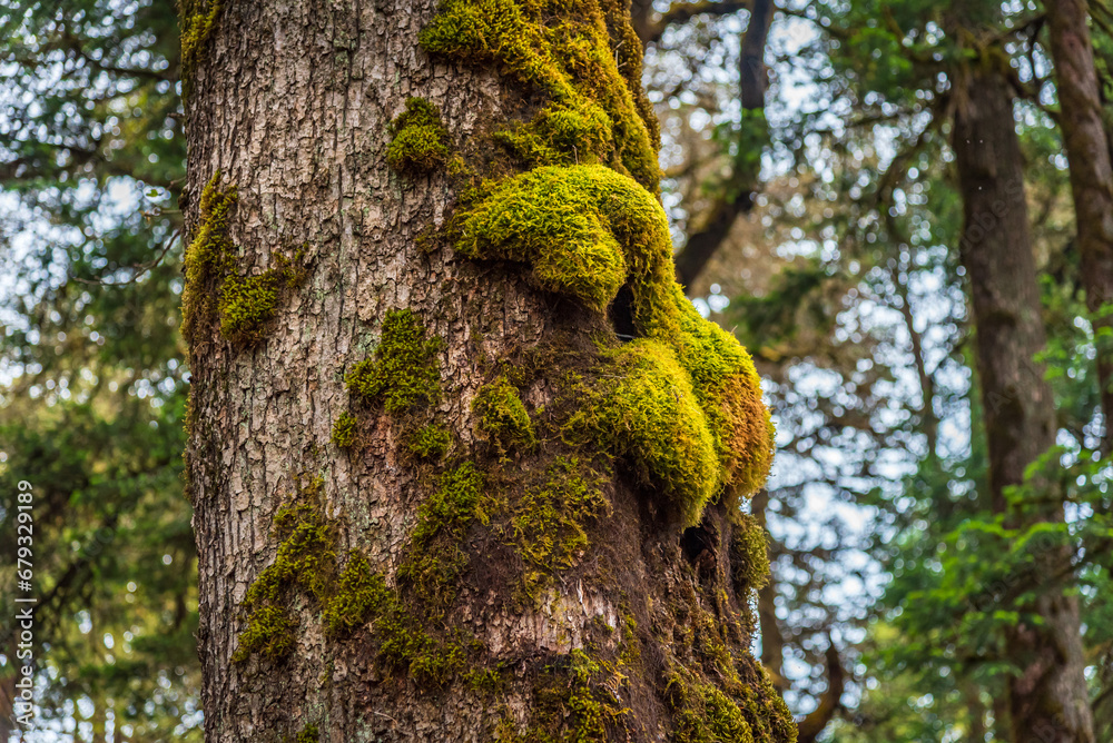 Clumps of moss on tree trunk in Himalayan rain forest of Uttarakhand ...