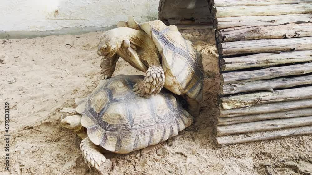 Close up 4K of two African spurred tortoises, sulcata, are breeding ...