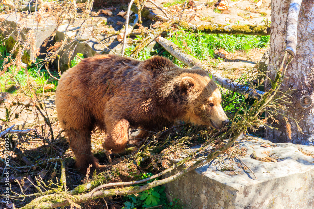 Bear in Bear Pit in Bern, Switzerland. Bear is a symbol of Bern city ...