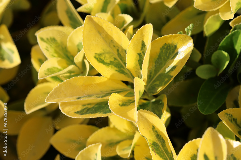 Green and yellow privet leaves, Latin name for Aureum. Ligustrum ...
