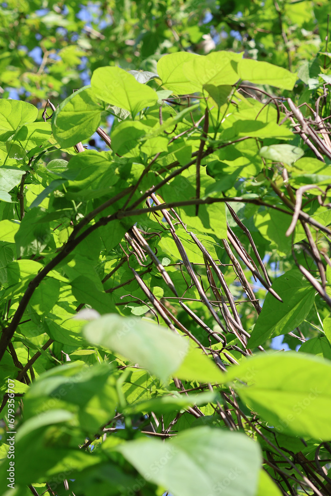 Branches with bean pods and green leaves of a Catalpa or northern ...