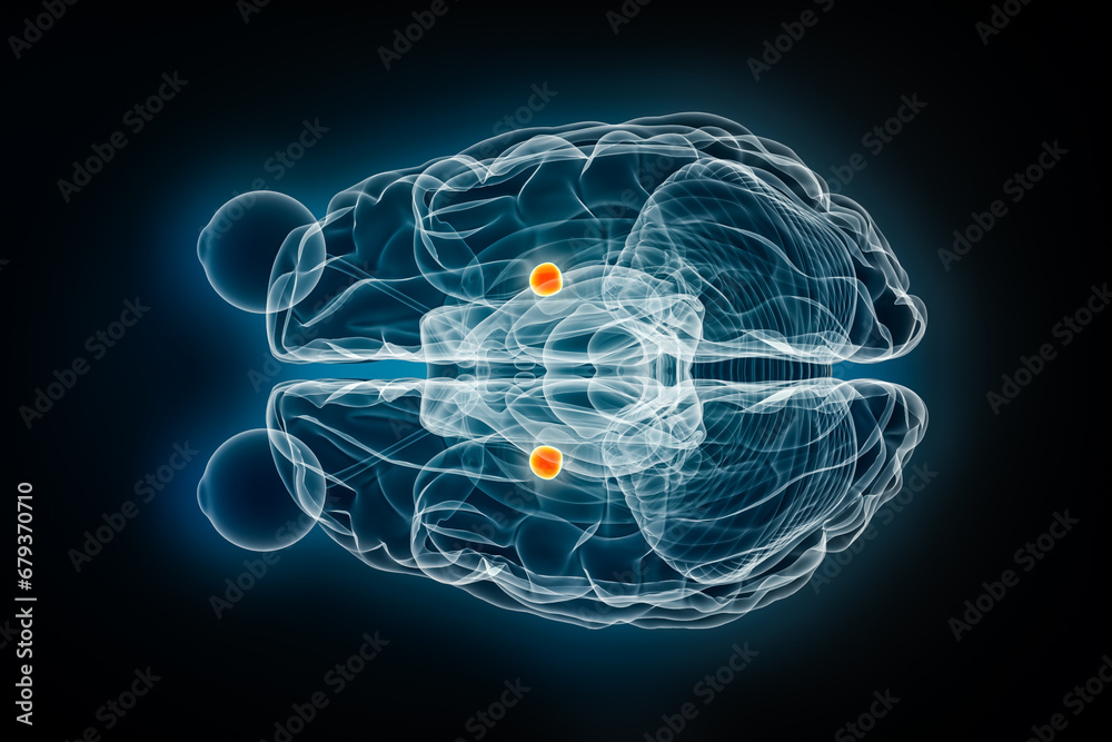 Cerebral amygdala x-ray superior or top view 3D rendering illustration ...