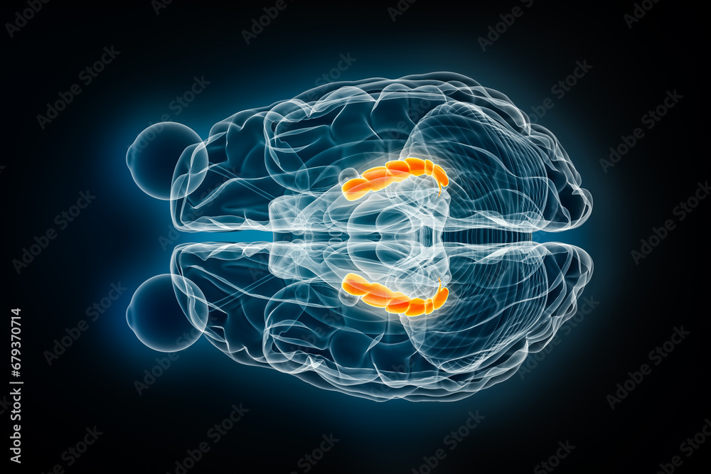 Hippocampus x-ray superior or top view 3D rendering illustration. Human ...