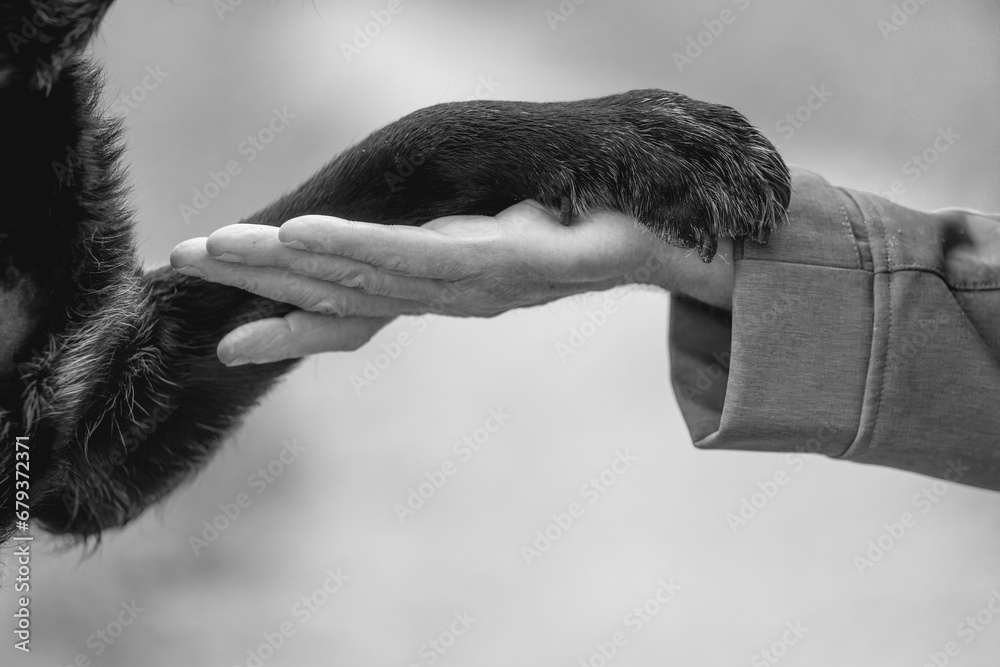 Paw and hand connection between human and dog real friendship and bond ...